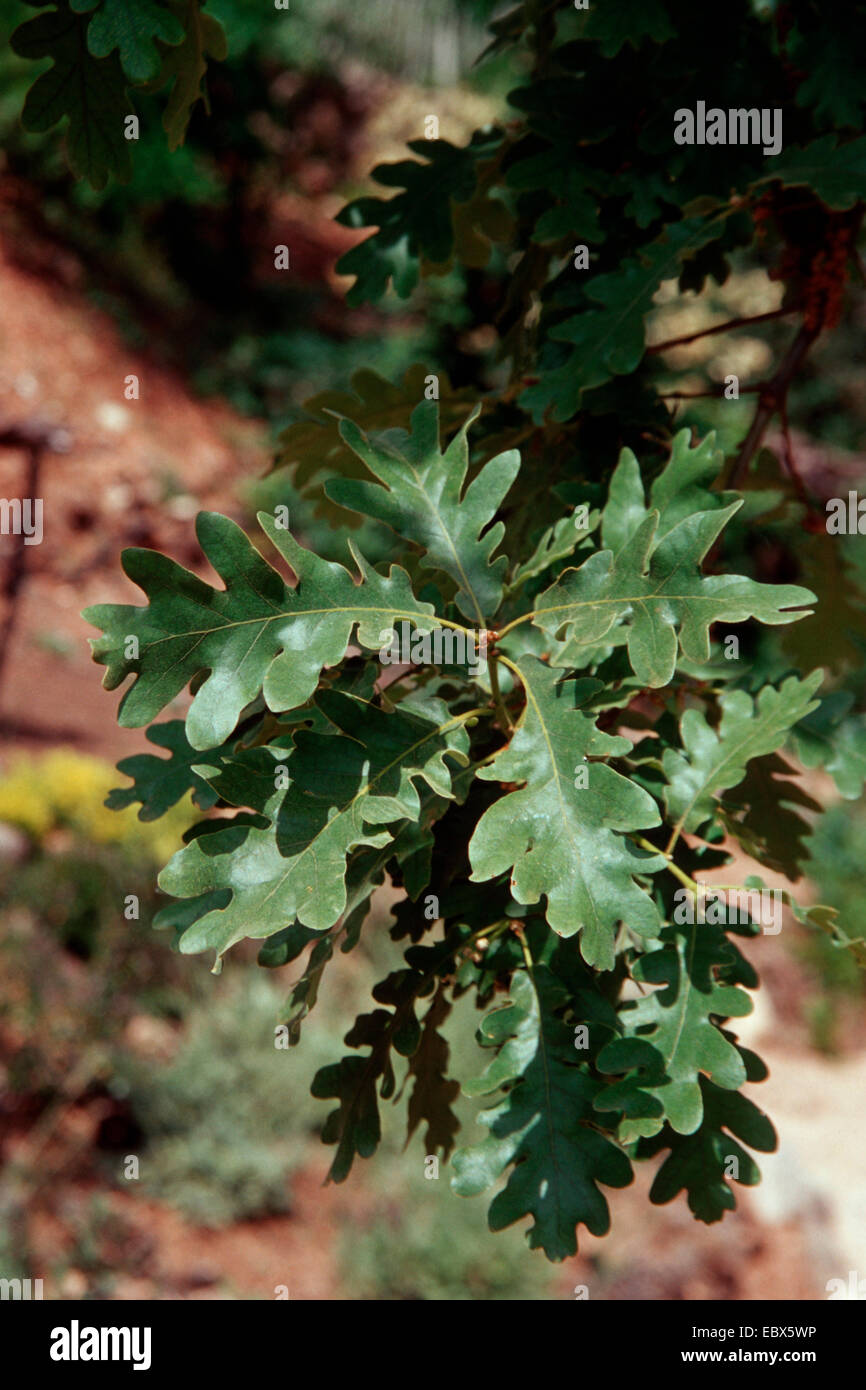 Quercus pyrenaica spain hi-res stock photography and images - Alamy