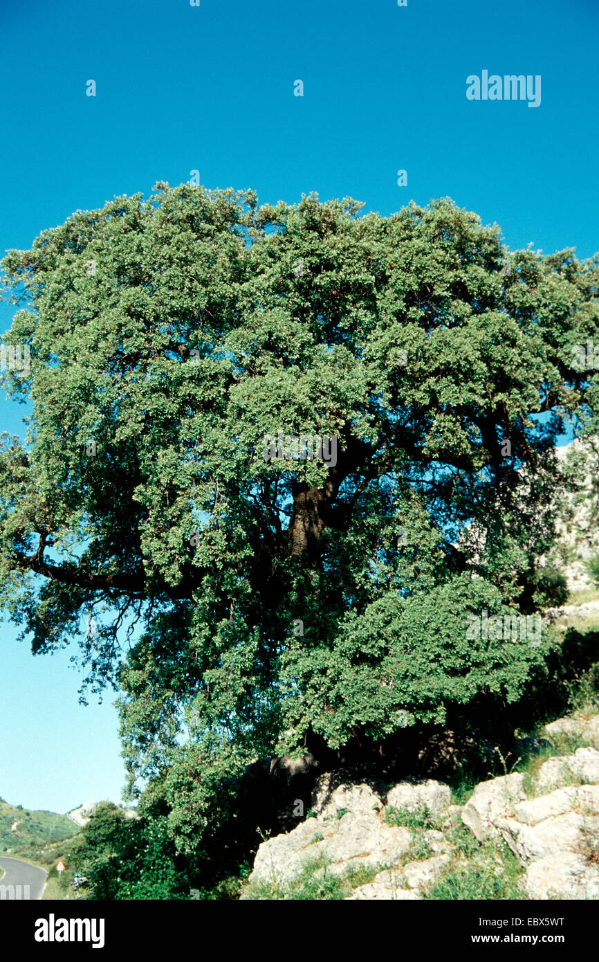 holm oak, evergreen oak (Quercus ilex), single tree Stock Photo - Alamy