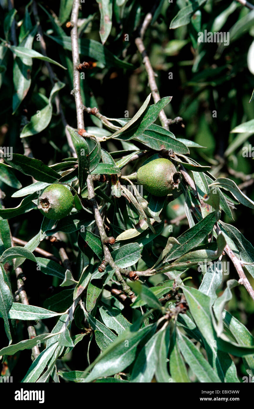 Pyrus salicifolia garden hi-res stock photography and images - Alamy