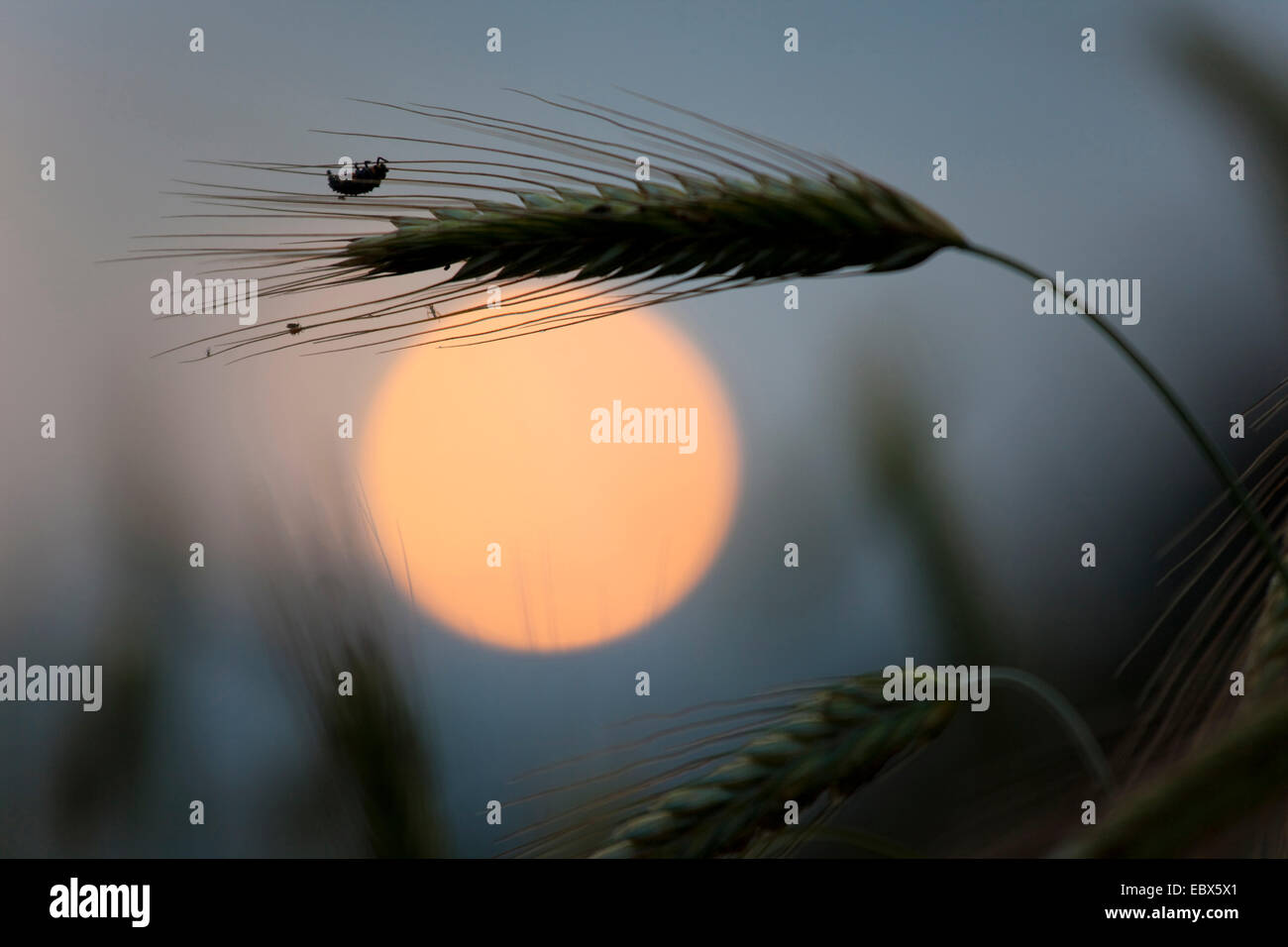 cultivated rye (Secale cereale), grain in front of setting sun, Germany ...