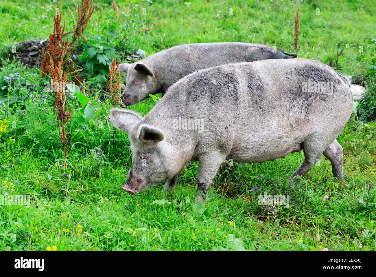 Gray domestic pig and calf Stock Photo - Alamy
