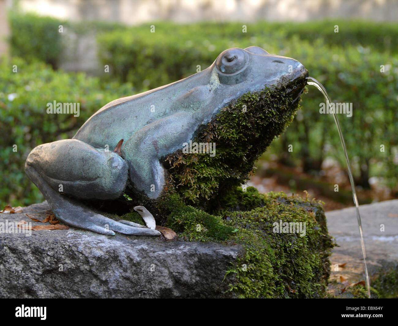 Frogs of italy hi-res stock photography and images - Alamy
