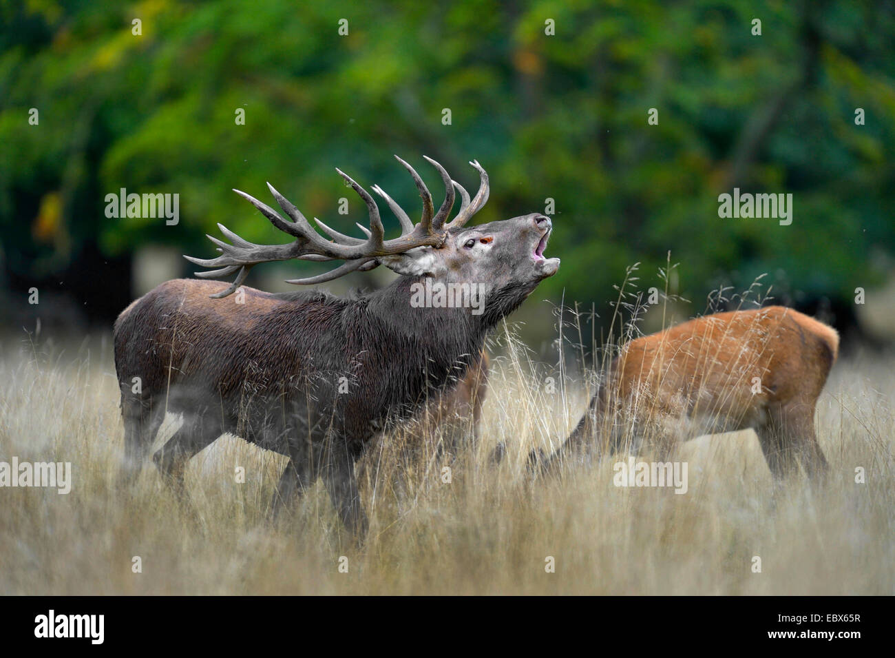 Hart and hinds in hi-res stock photography and images - Alamy
