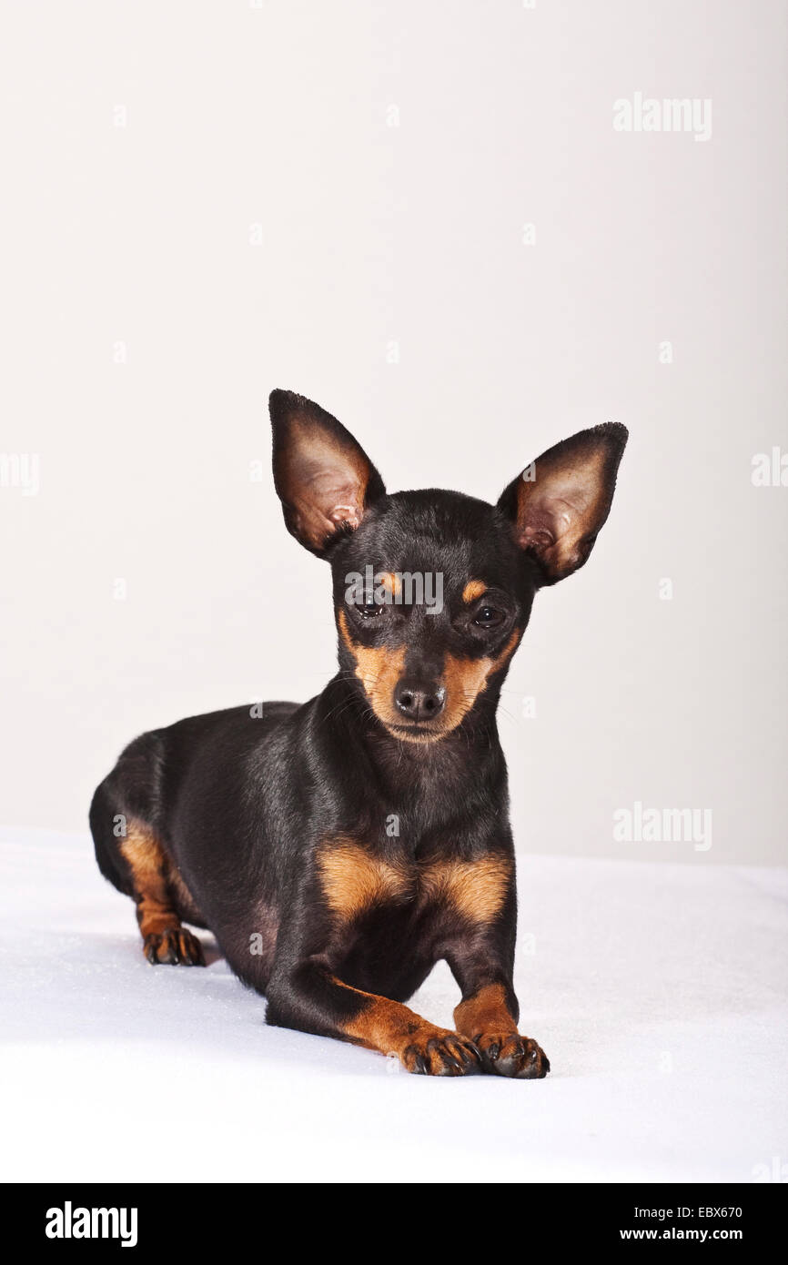 Prazsky krysarik, Prague Ratter (Canis lupus f. familiaris), lying ...