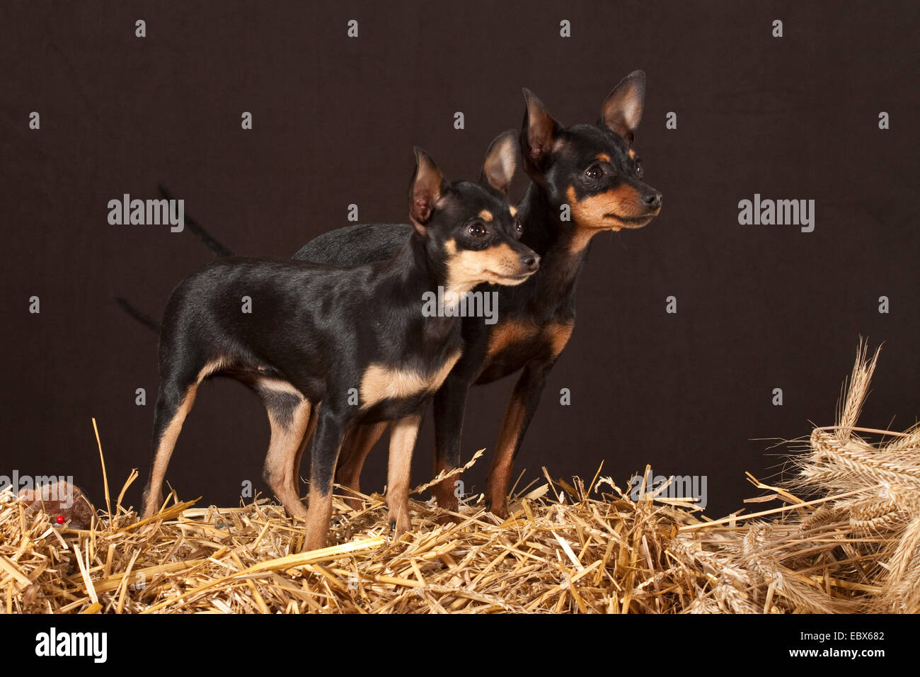 Prazsky krysarik, Prague Ratter (Canis lupus f. familiaris), two ...