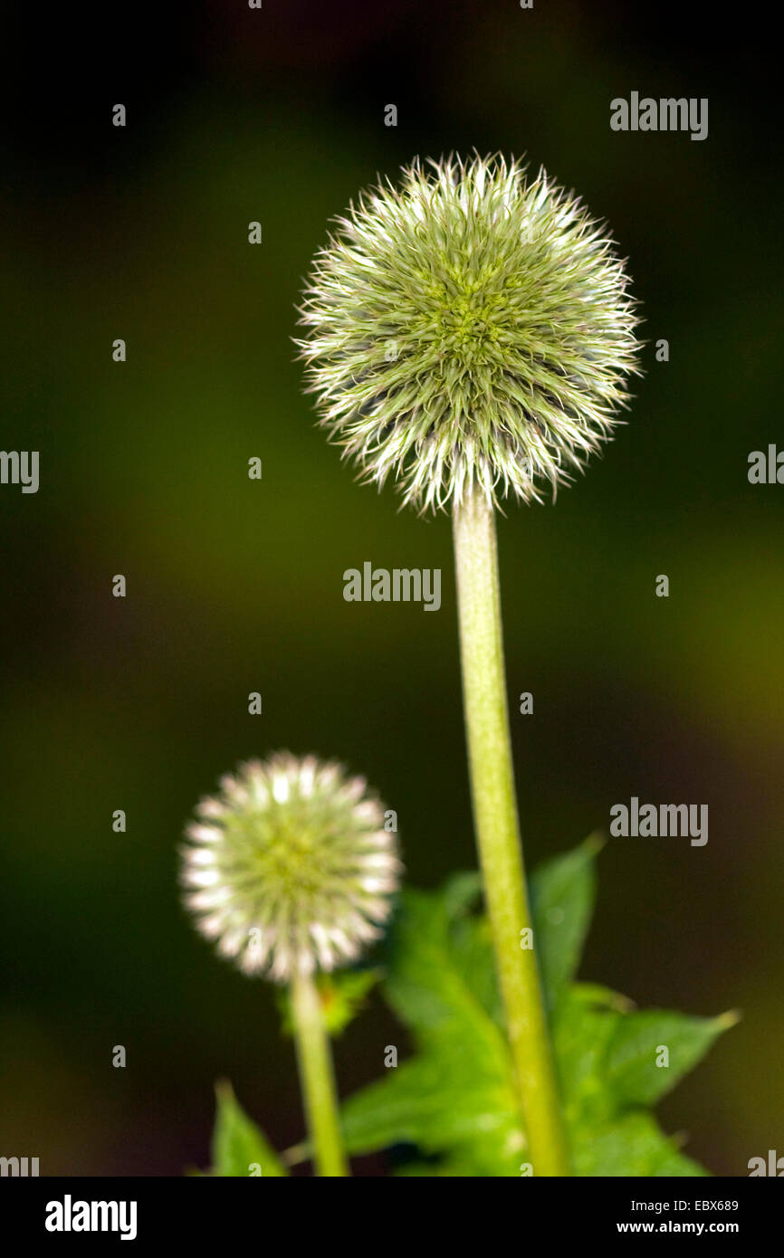 Russian globe thistle, tall globe-thistle (Echinops exaltatus ...