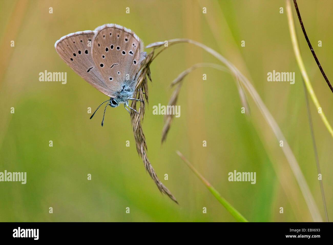 scarce large blue (Maculinea telejus), sitting at a grass, Germany ...