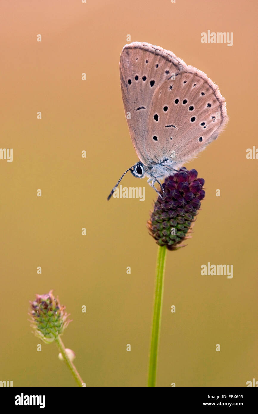 scarce large blue (Maculinea telejus), sitting on great burnet ...