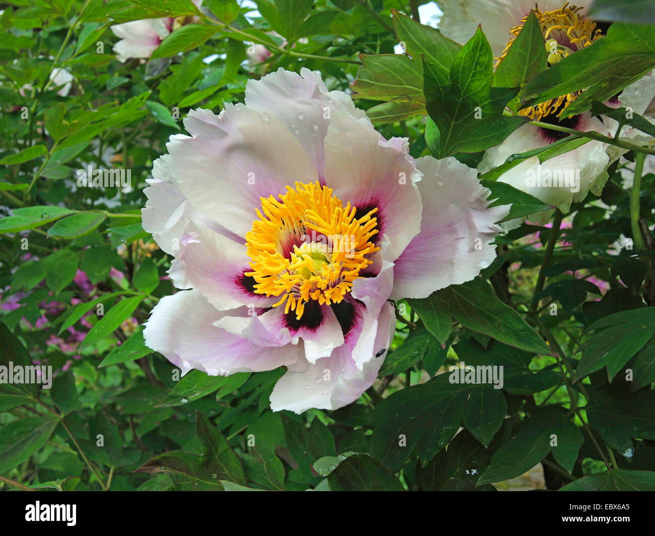Rock's Peony (Paeonia rockii 'Fen Yin Yu', Paeonia rockii Fen Yin Yu ...