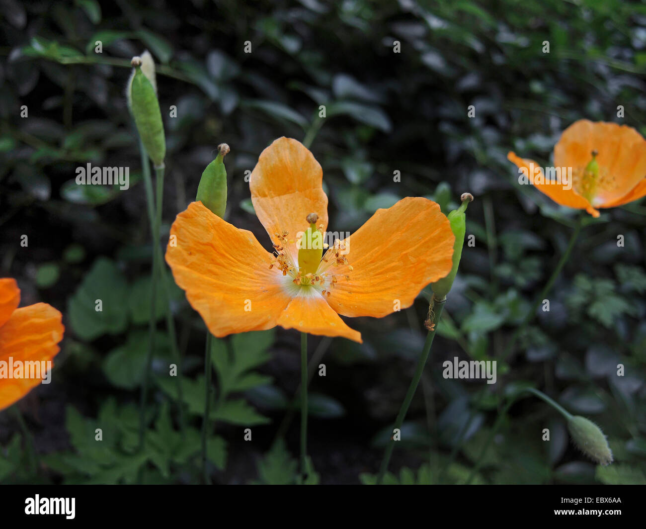 Welsh poppy (Papaver cambricum, Meconopsis cambrica), flowers Stock ...