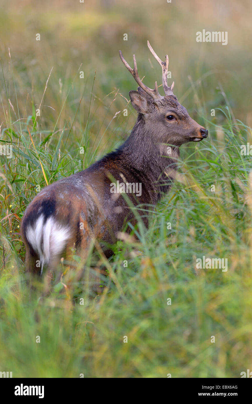Tame deer cervus hi-res stock photography and images - Alamy