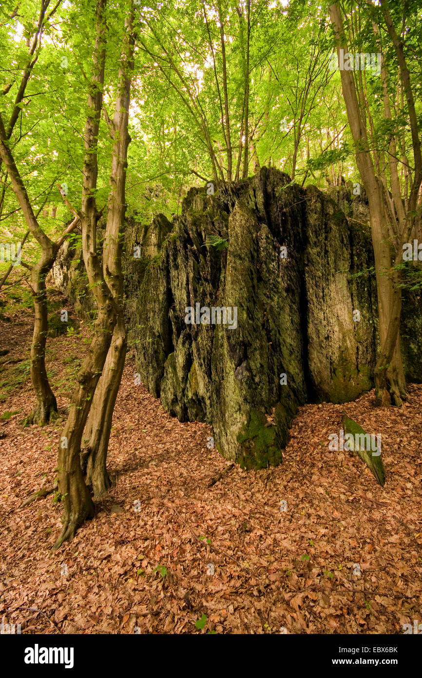 Rockwall in a forest near betzdorf hi-res stock photography and images ...
