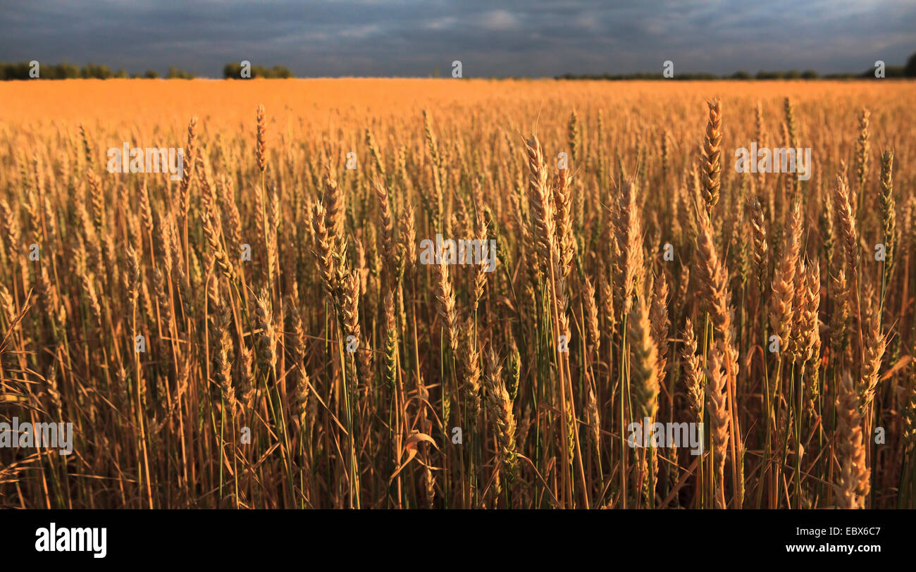 Field of ripe wheat Stock Photo - Alamy