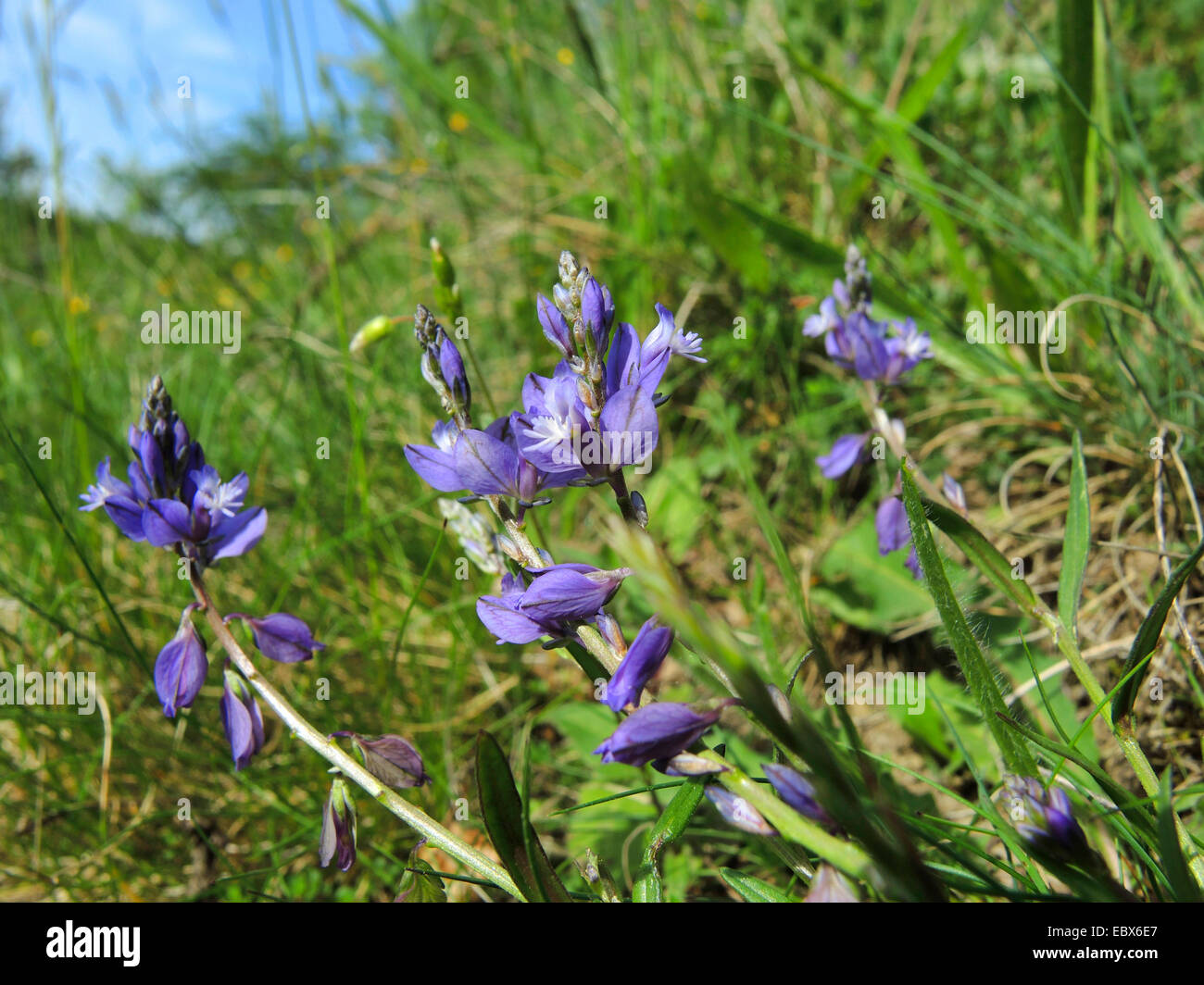 Milkwort polygala vulgaris hi-res stock photography and images - Alamy