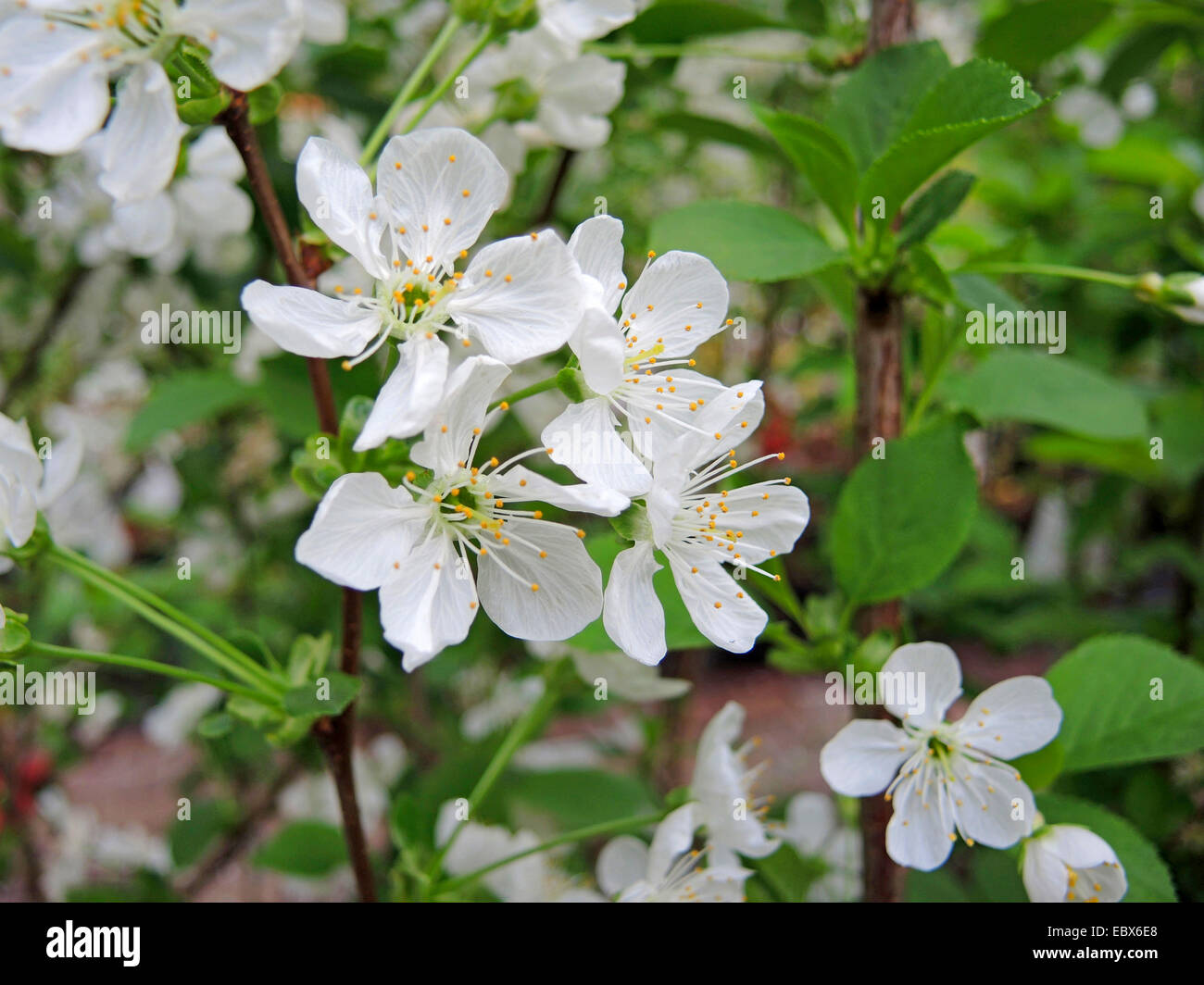dwarf cherry, morello cherry, sour cherry (Prunus cerasus ...