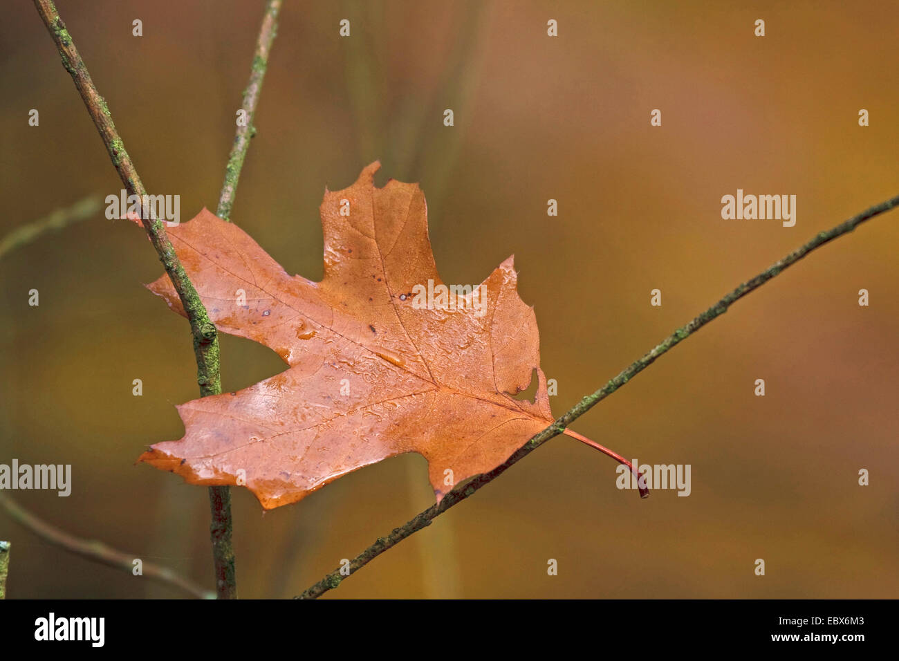 northern red oak (Quercus rubra), autumn leaf caught up among twigs ...