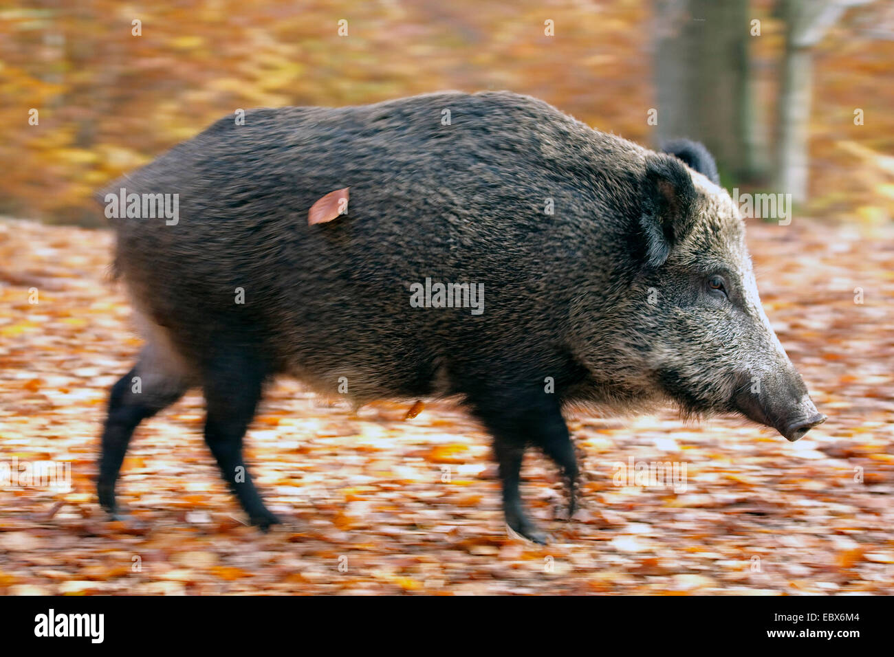 wild boar, pig, wild boar (Sus scrofa), running, Germany Stock Photo ...
