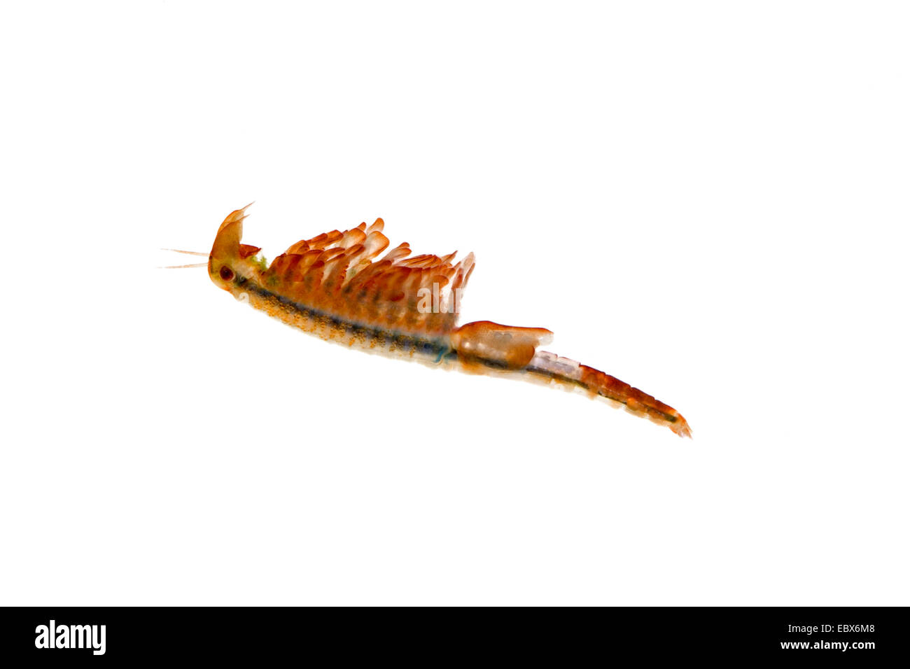 Female fairy shrimp Cut Out Stock Images & Pictures - Alamy