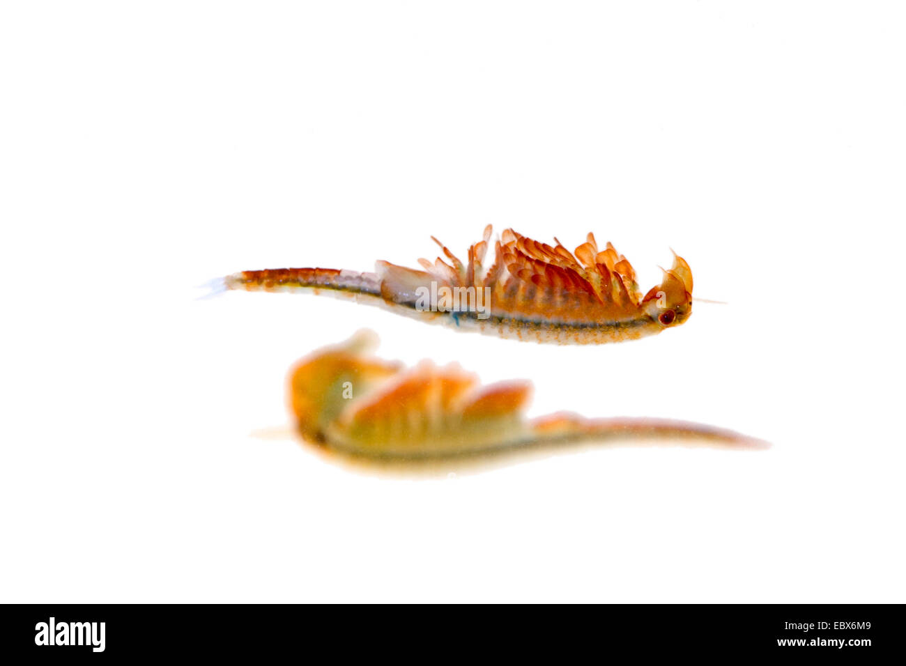 Couple underwater shots Cut Out Stock Images & Pictures - Alamy