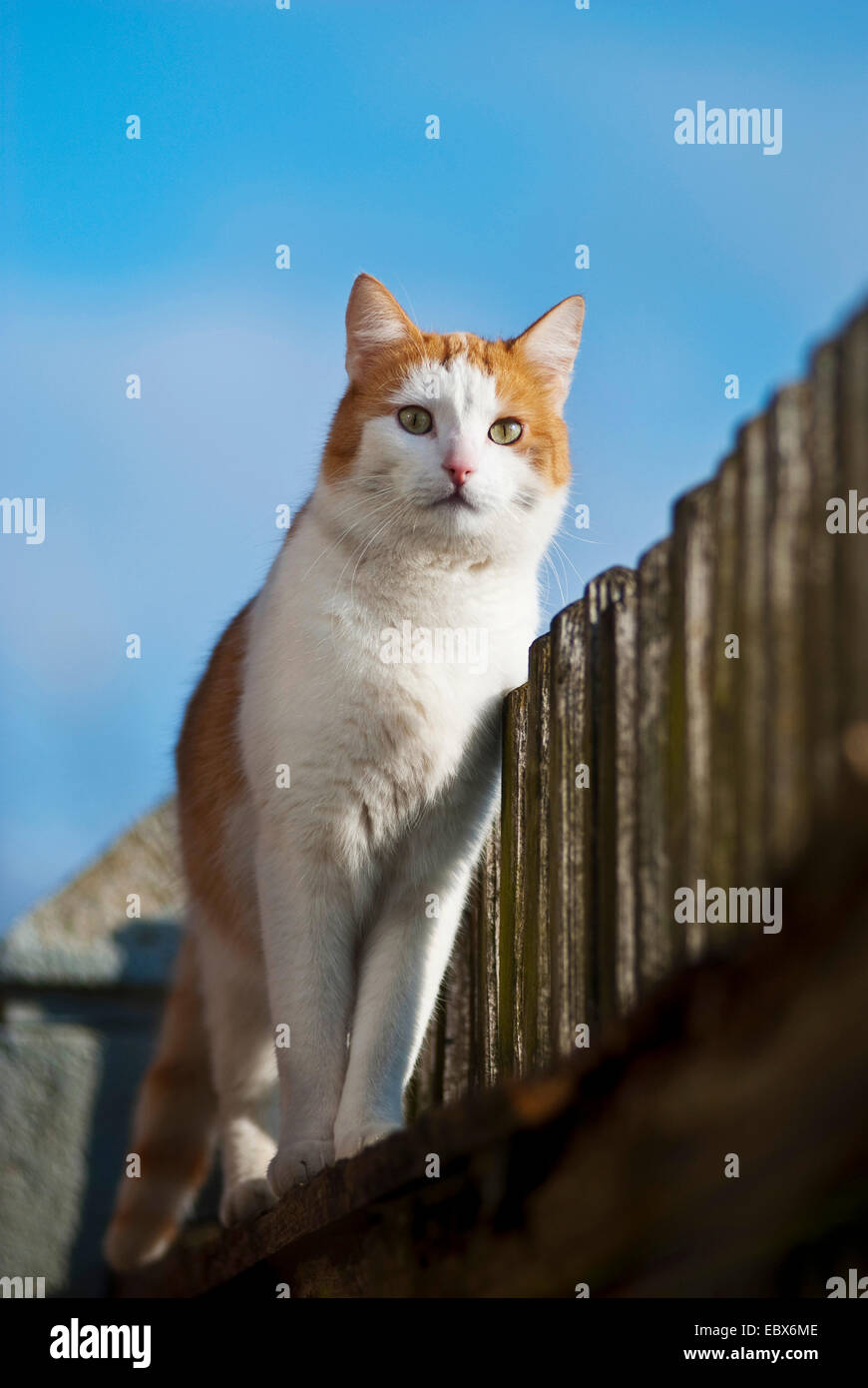 Palisade worms hi-res stock photography and images - Alamy