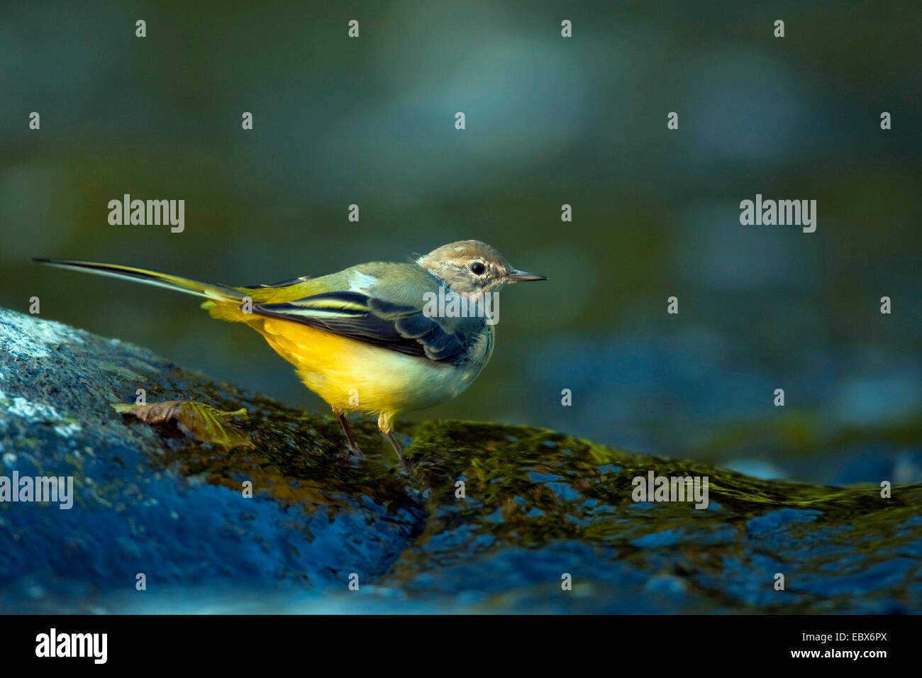 grey wagtail (Motacilla cinerea), standing in creek, Germany, Rhineland ...