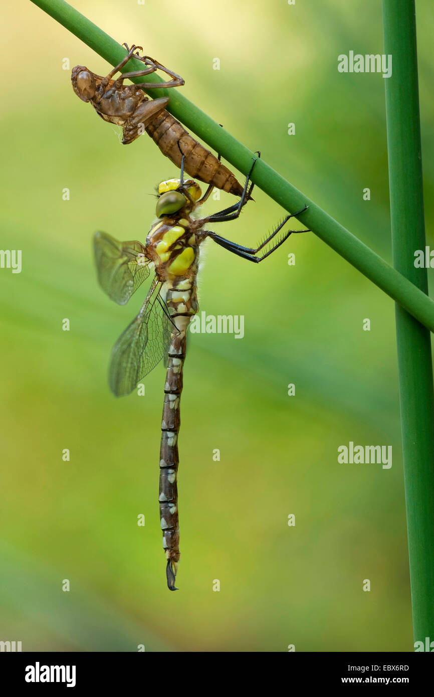 Blue hawker dragonfly larvae hi-res stock photography and images - Alamy