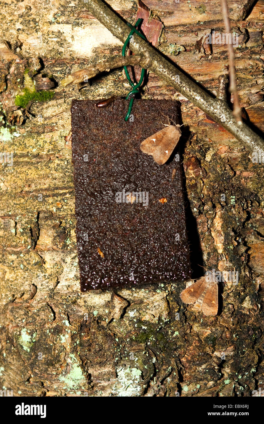 moths on an insect trap during a group night walk, Germany, North Rhine ...