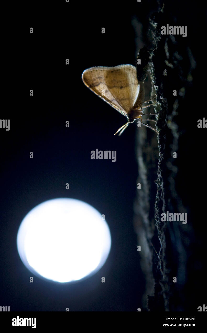 moths (Heterocera), sitting at a tree trunk illuminated by a torch ...