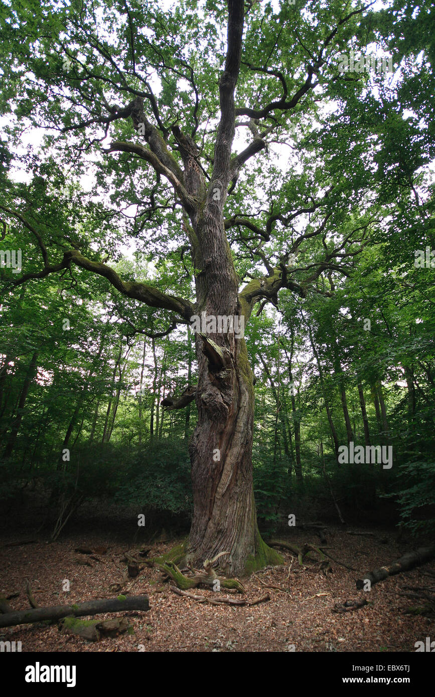 common oak, pedunculate oak, English oak (Quercus robur), impressive ...