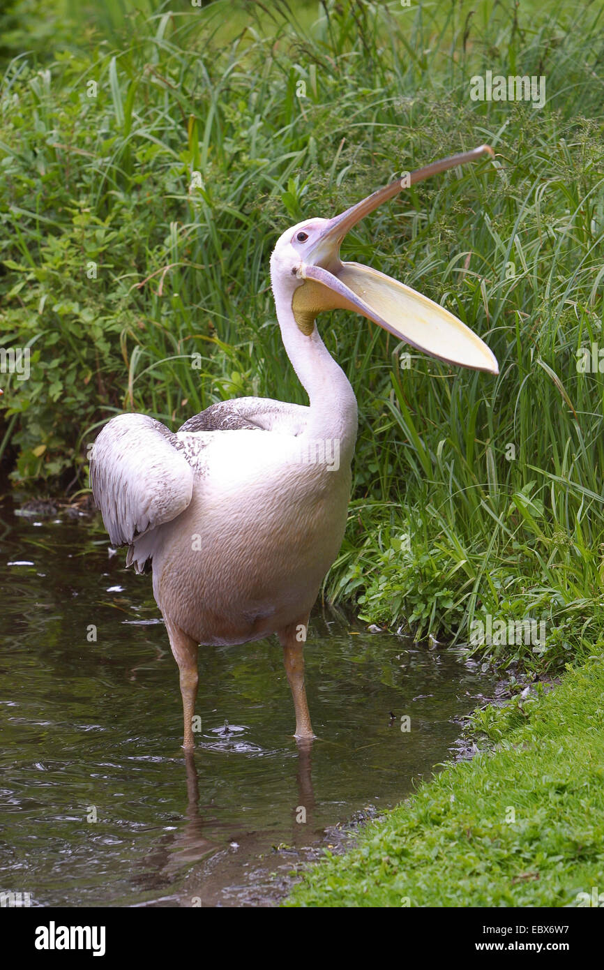 eastern white pelican (Pelecanus onocrotalus), standing in shallow ...