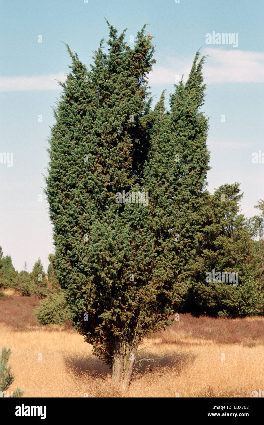 common juniper, ground juniper (Juniperus communis), single bush ...