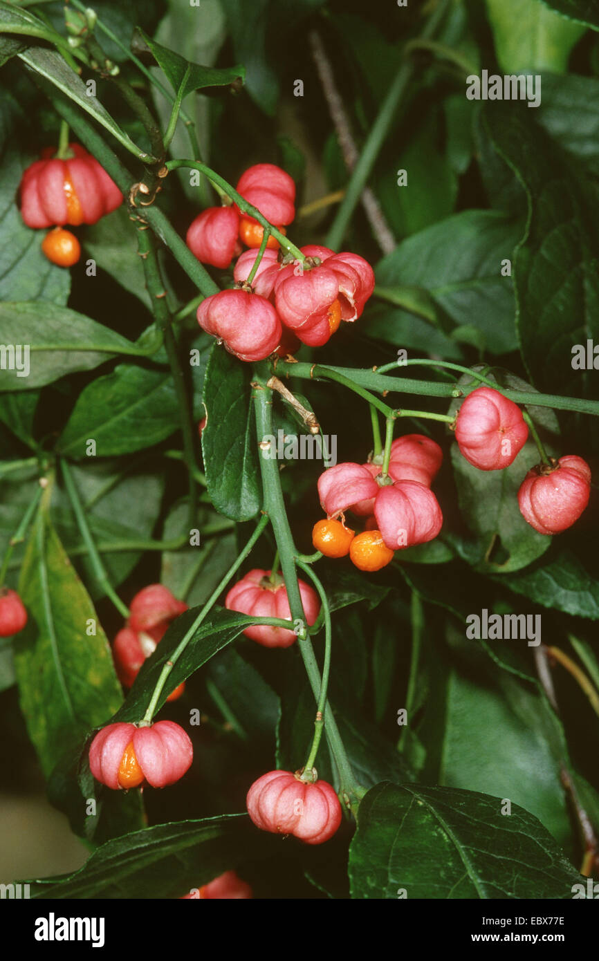 European spindle-tree (Euonymus europaea, Euonymus europaeus), with ...