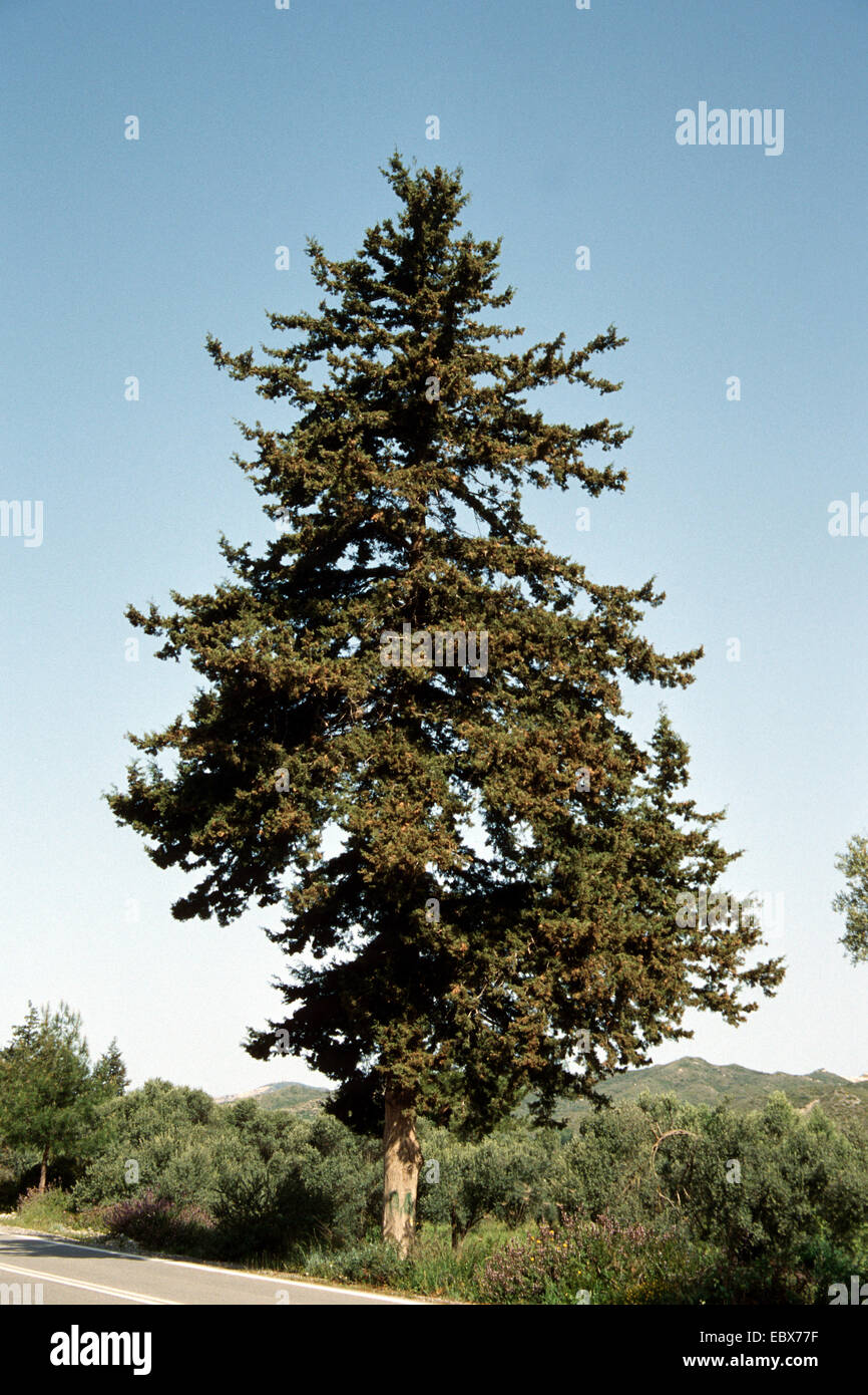 Italian cypress (Cupressus sempervirens), single tree, Spain Stock ...
