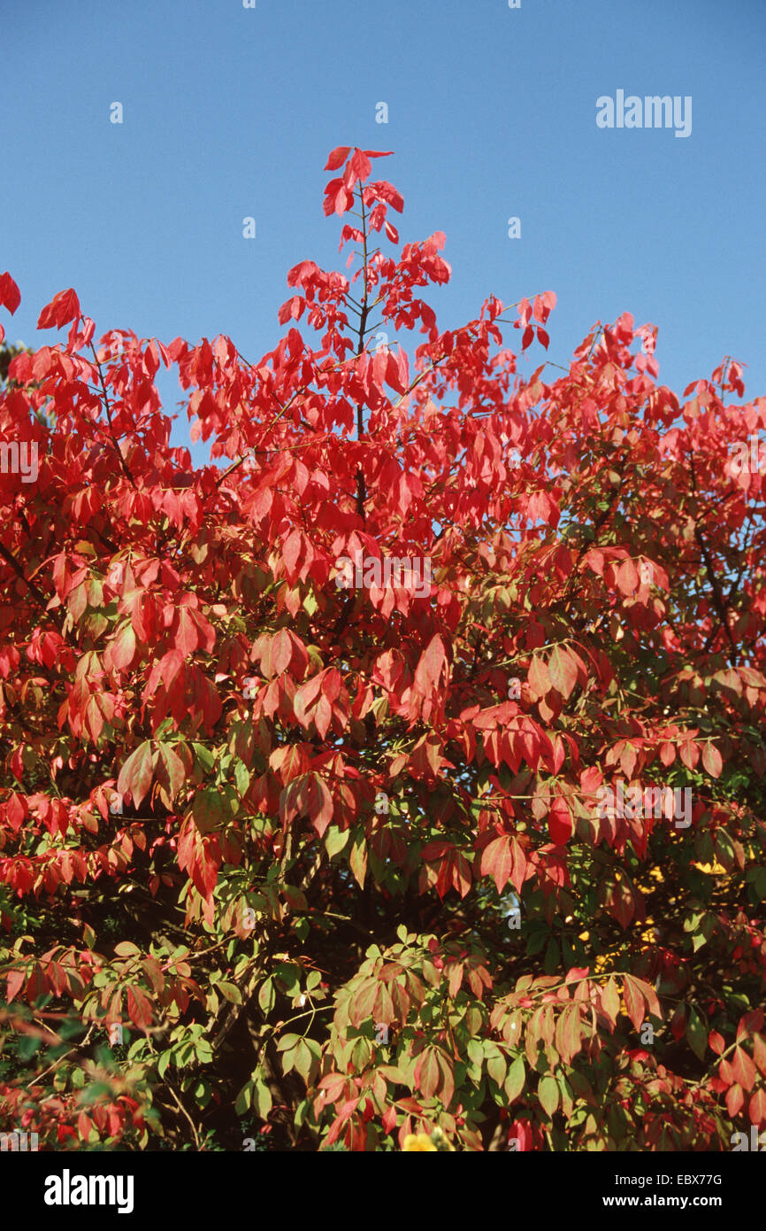 winged burning bush,wahoo, winged euonymus, winged spindle-tree ...