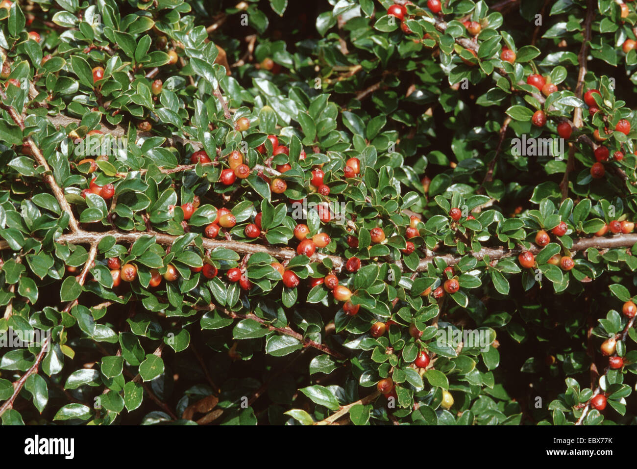rock cotoneaster (Cotoneaster horizontalis), with fruits Stock Photo ...