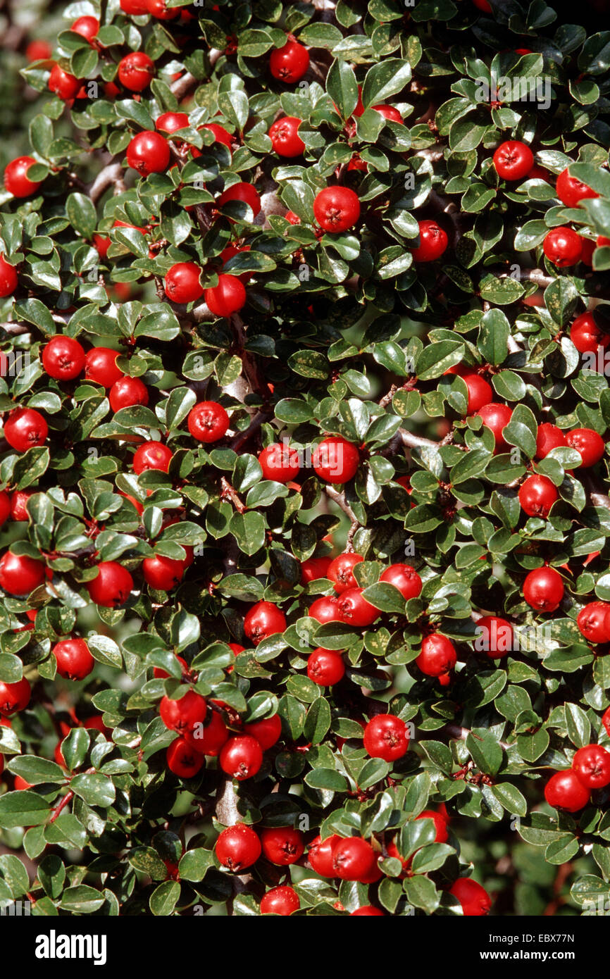 Nashan hi-res stock photography and images - Alamy