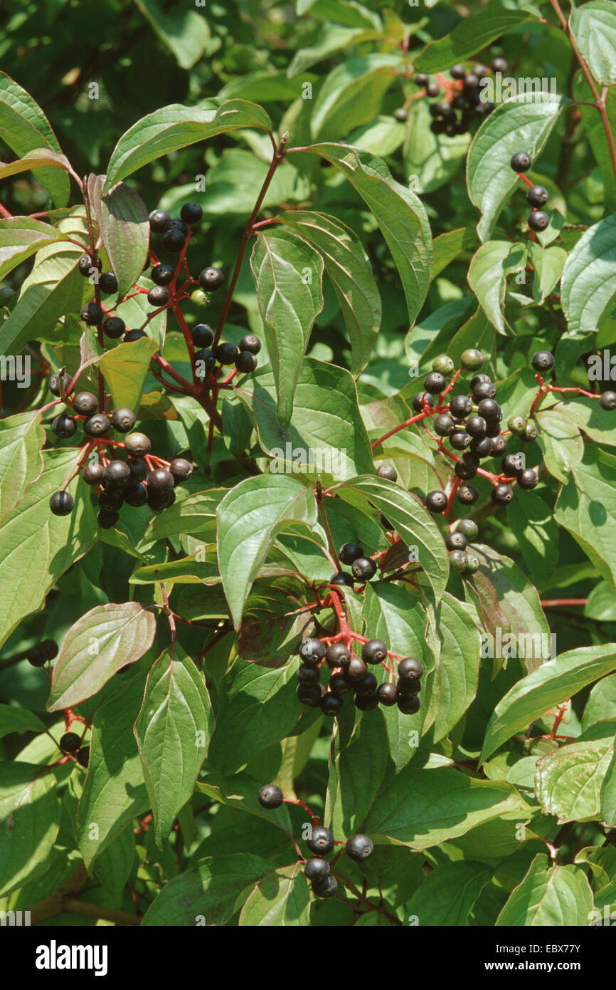 dogwood, dogberry (Cornus sanguinea), with fruits, Germany Stock Photo ...