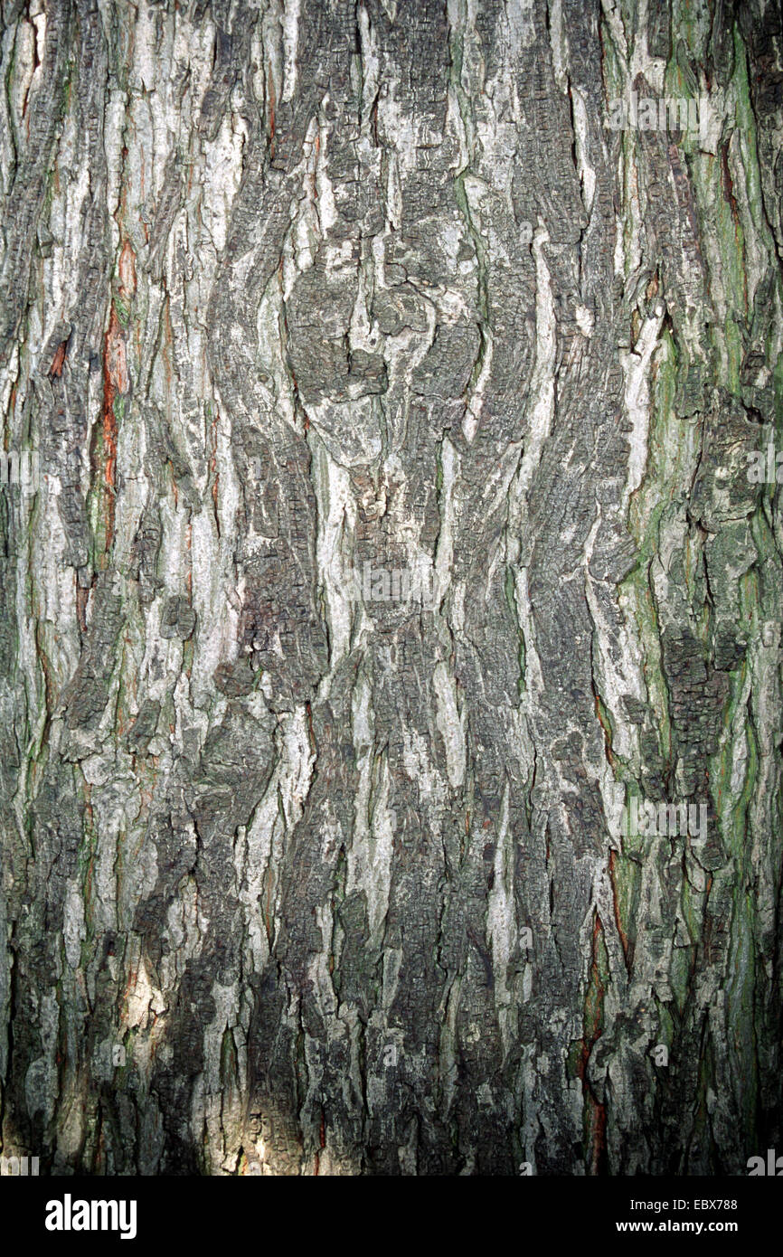 Shag bark hickory hi-res stock photography and images - Alamy