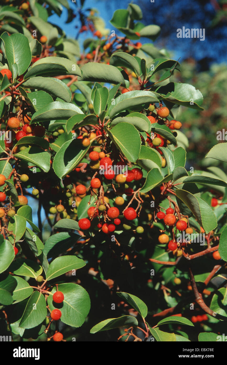 Turkish native fruits hi-res stock photography and images - Alamy