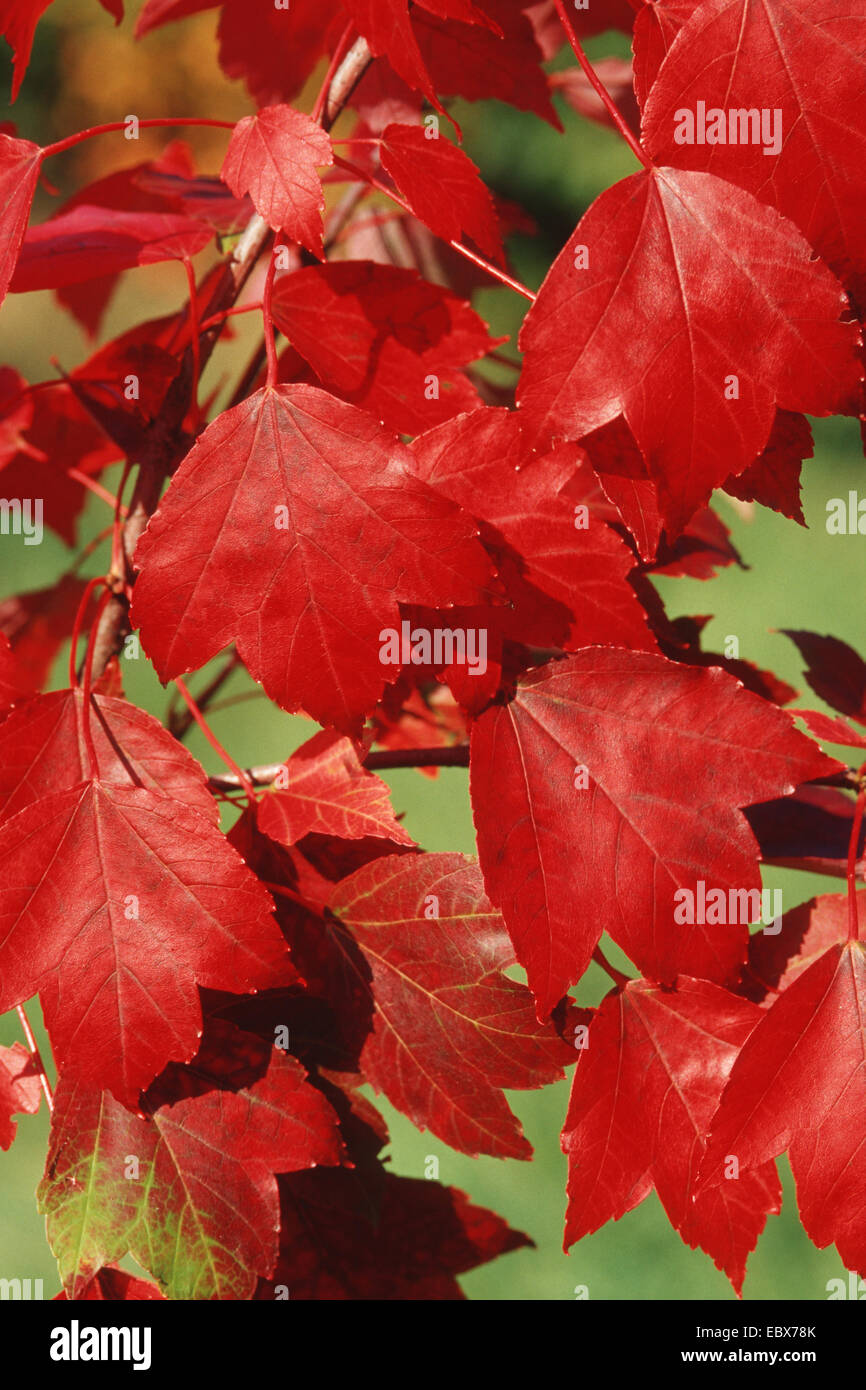 Swamp maple hi-res stock photography and images - Alamy