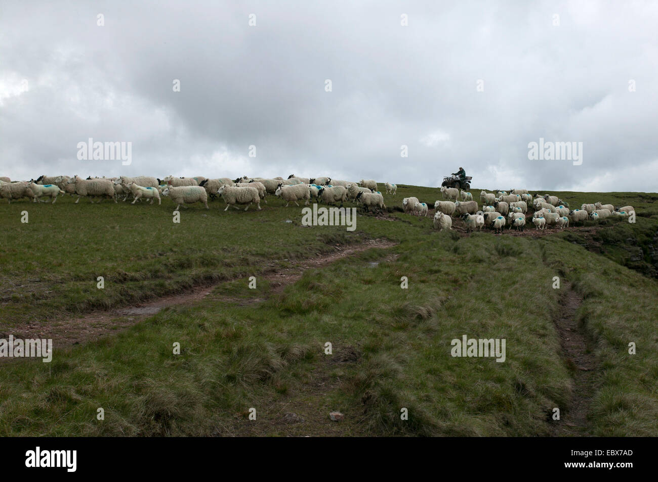 Welsh sheep farming Stock Photo - Alamy