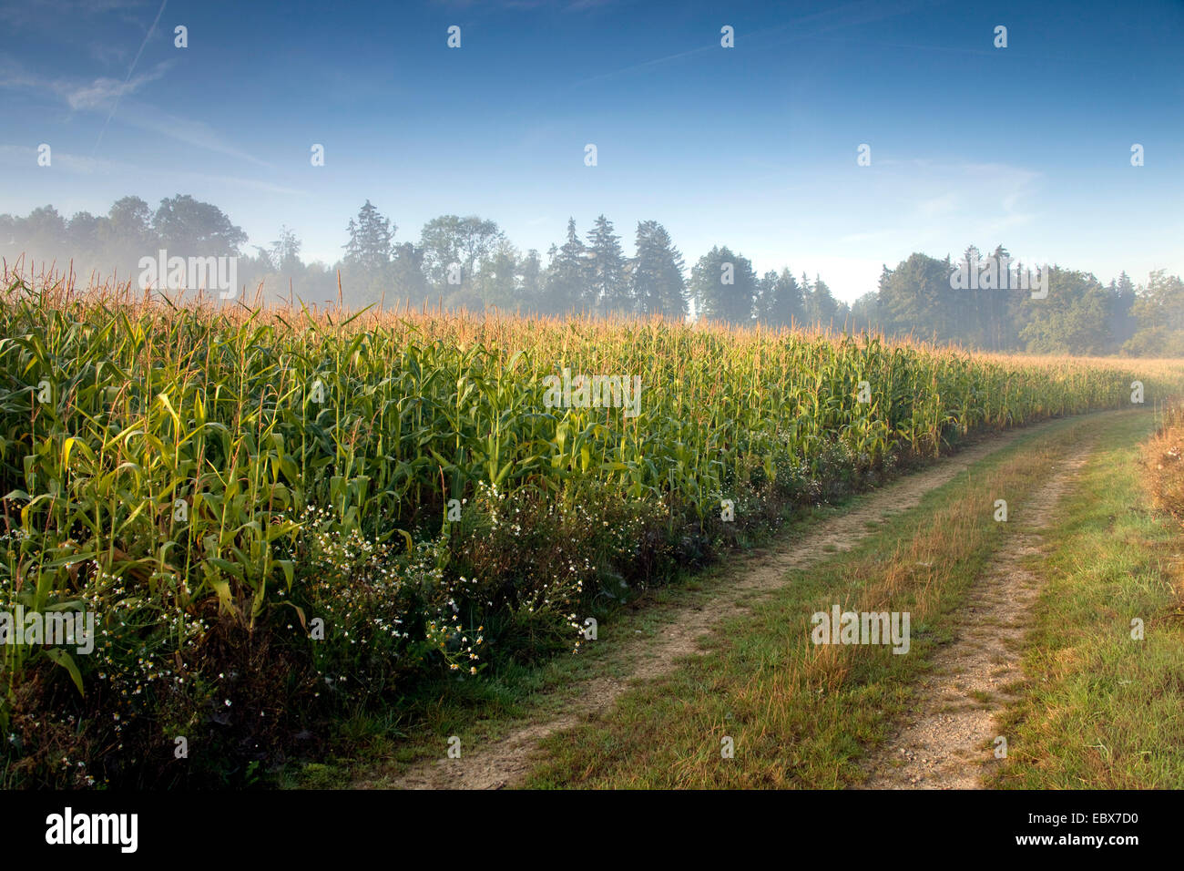 Indian corn, maize (Zea mays), morning fog over field path at the edge ...