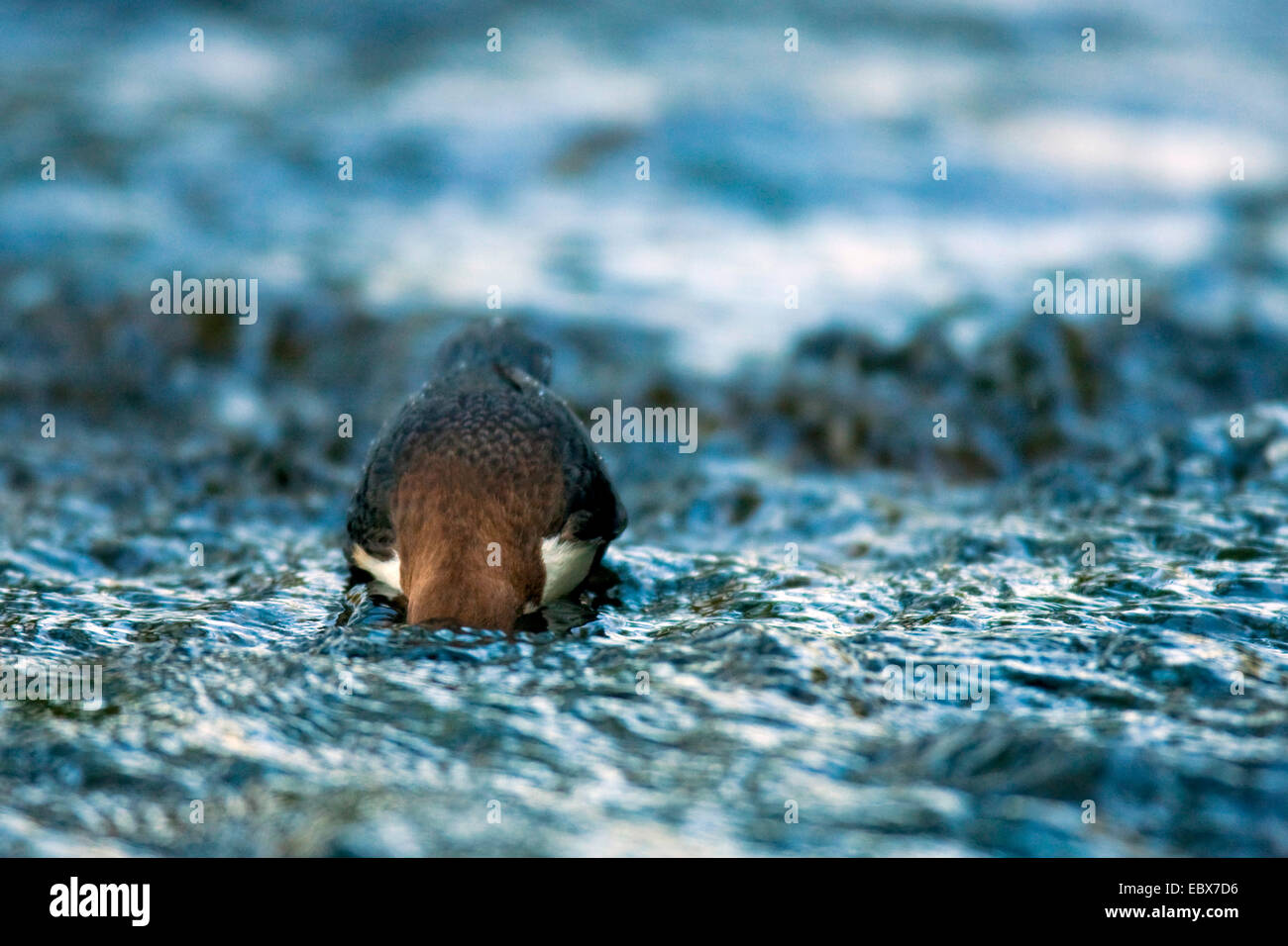 dipper (Cinclus cinclus), standing in a creek searching for prey with ...
