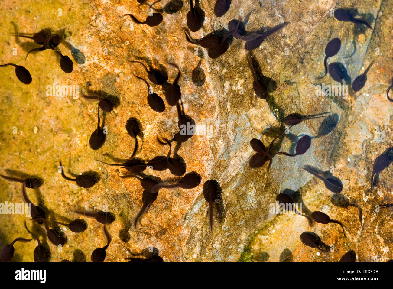 European common toad (Bufo bufo), tadpoles in water, Germany, Rhineland ...