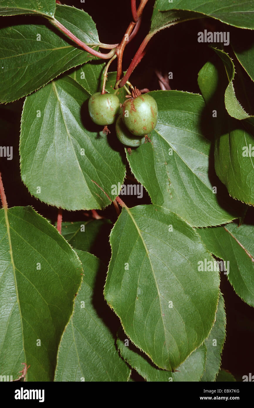 Tara Vine, Bower Actinidia, Mini Kiwi (Actinidia arguta), branch with ...