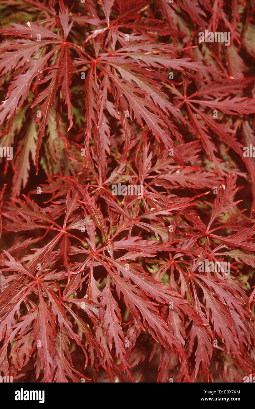 Japanese maple (Acer palmatum 'Dissectum', Acer palmatum Dissectum ...