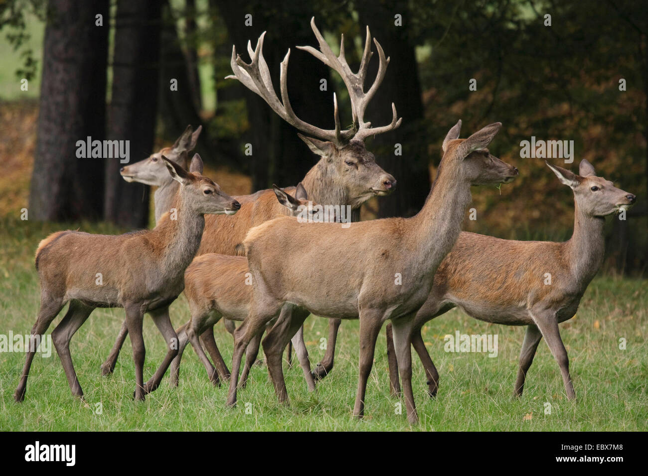Old bull hi-res stock photography and images - Alamy