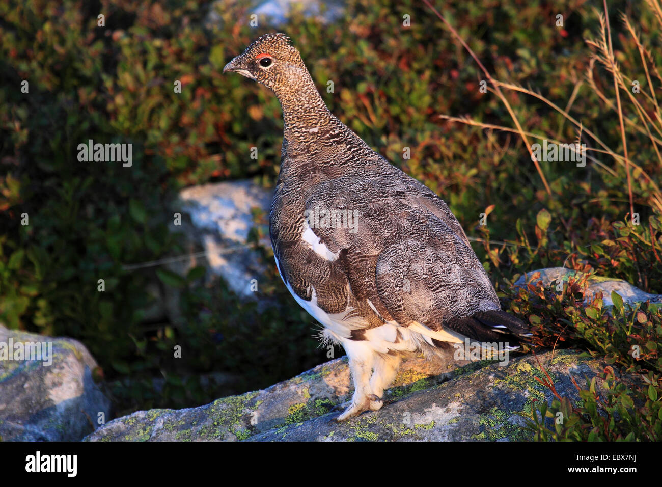 Rock ptarmigan, Snow chicken (Lagopus mutus), adult male at Niederhorn ...