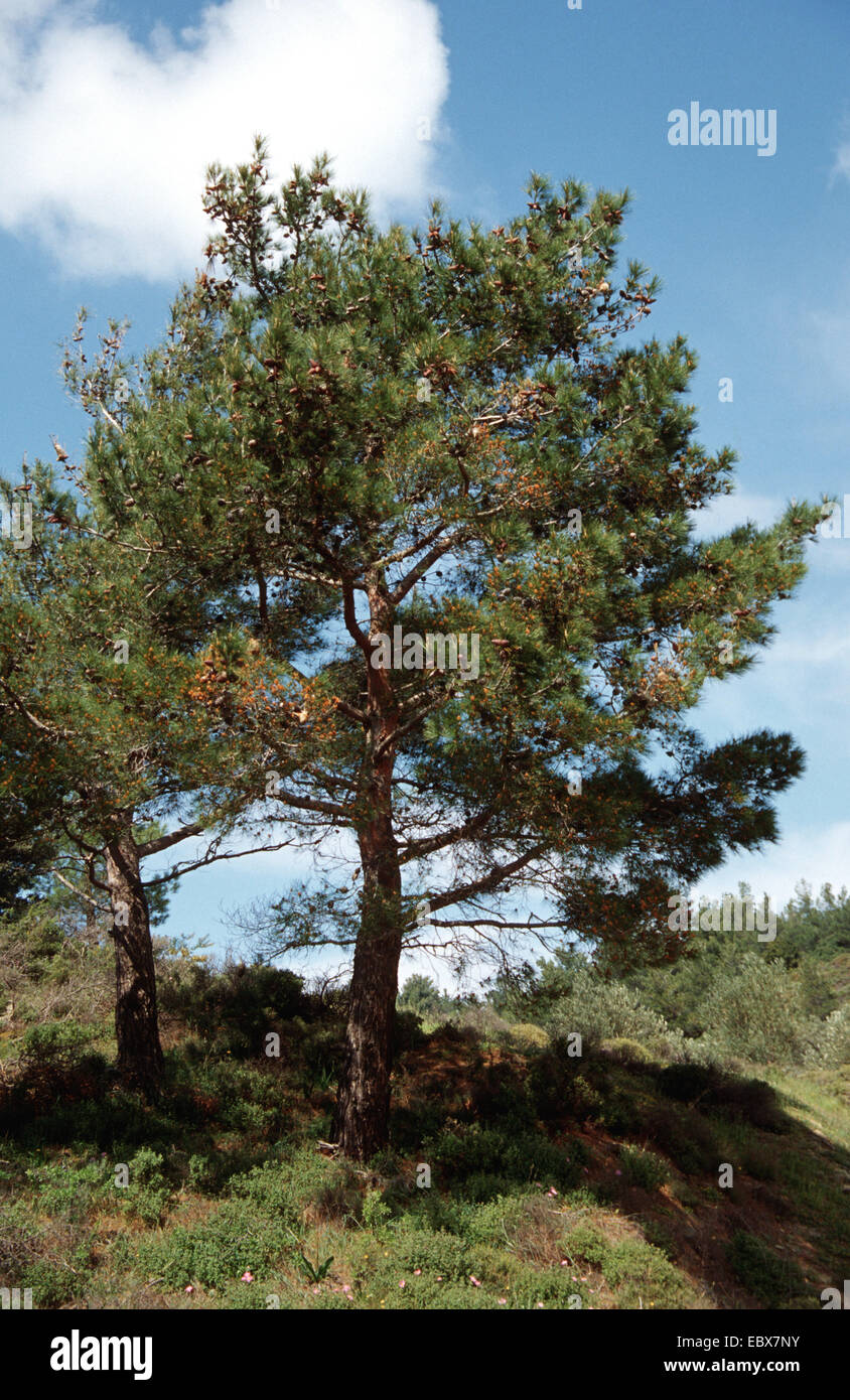 Aleppo pine hi-res stock photography and images - Alamy