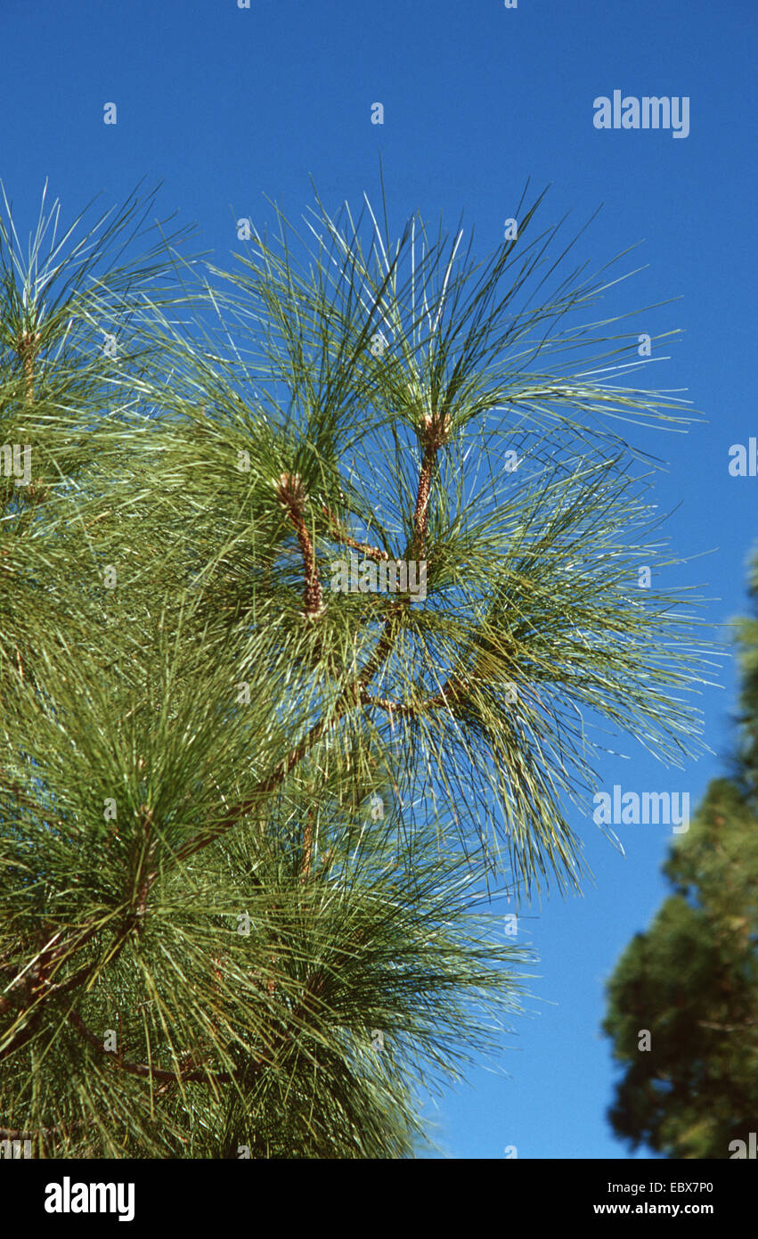 Canary pine (Pinus canariensis), branch Stock Photo - Alamy
